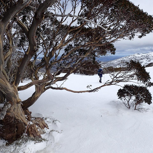 Springwood Bushwalking Club Home